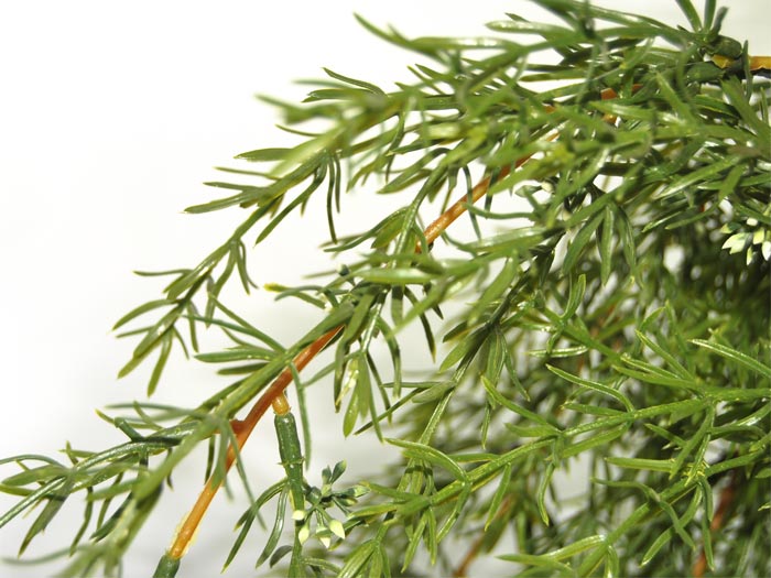 Springeri - Fiorfiore